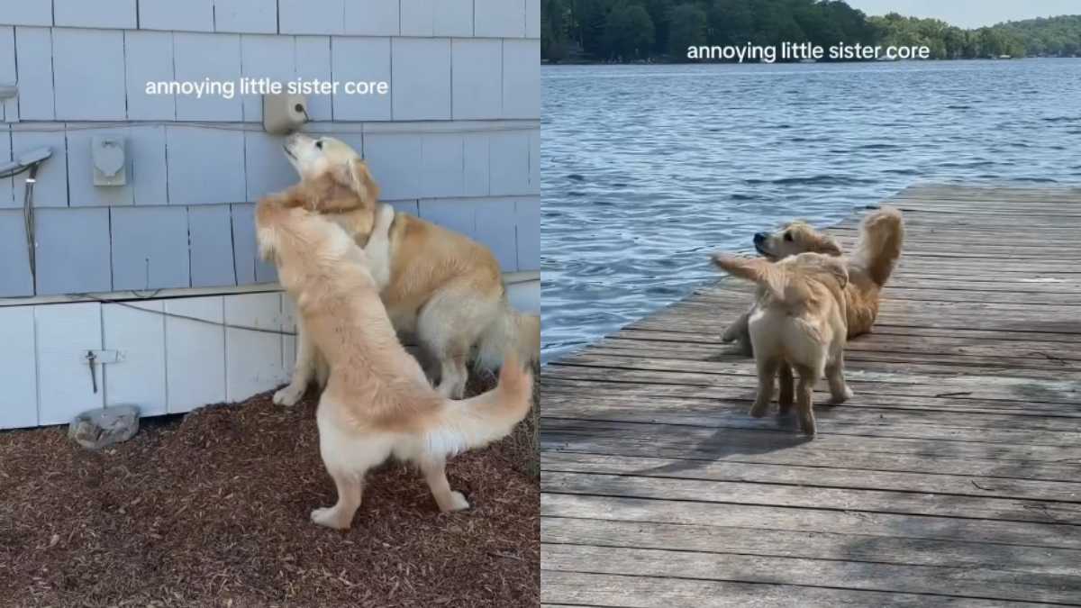 Golden Retriever Suffers Through ‘Annoying’ Little Sister’s Shenanigans ...