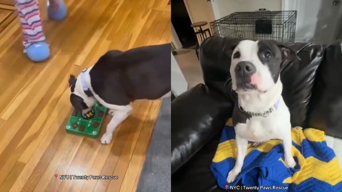 Shelter Dog Who Almost Lost Her Chance at Life Hopes for a Loving Home ...
