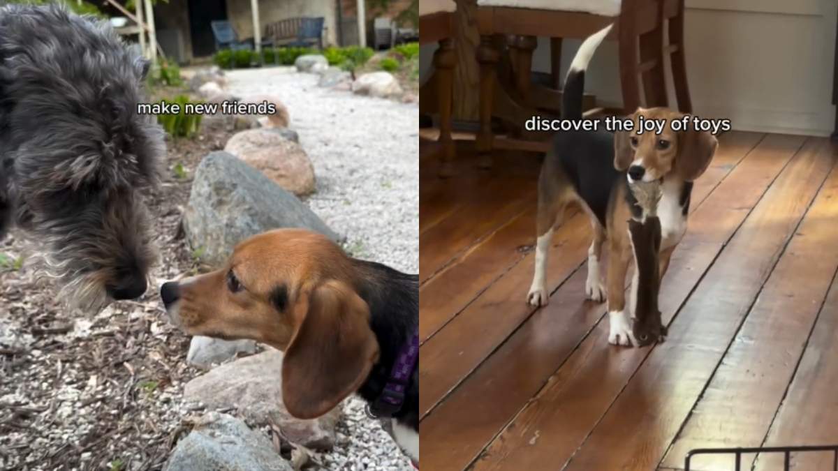 Shut Down Foster Dog Who Braved Animal Testing Learns To Live Life ...