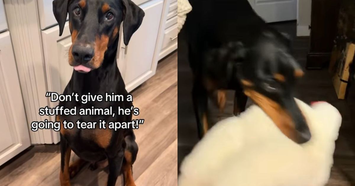 Big Dog Is So Gentle With His Toys Like They’re His Most Precious ...