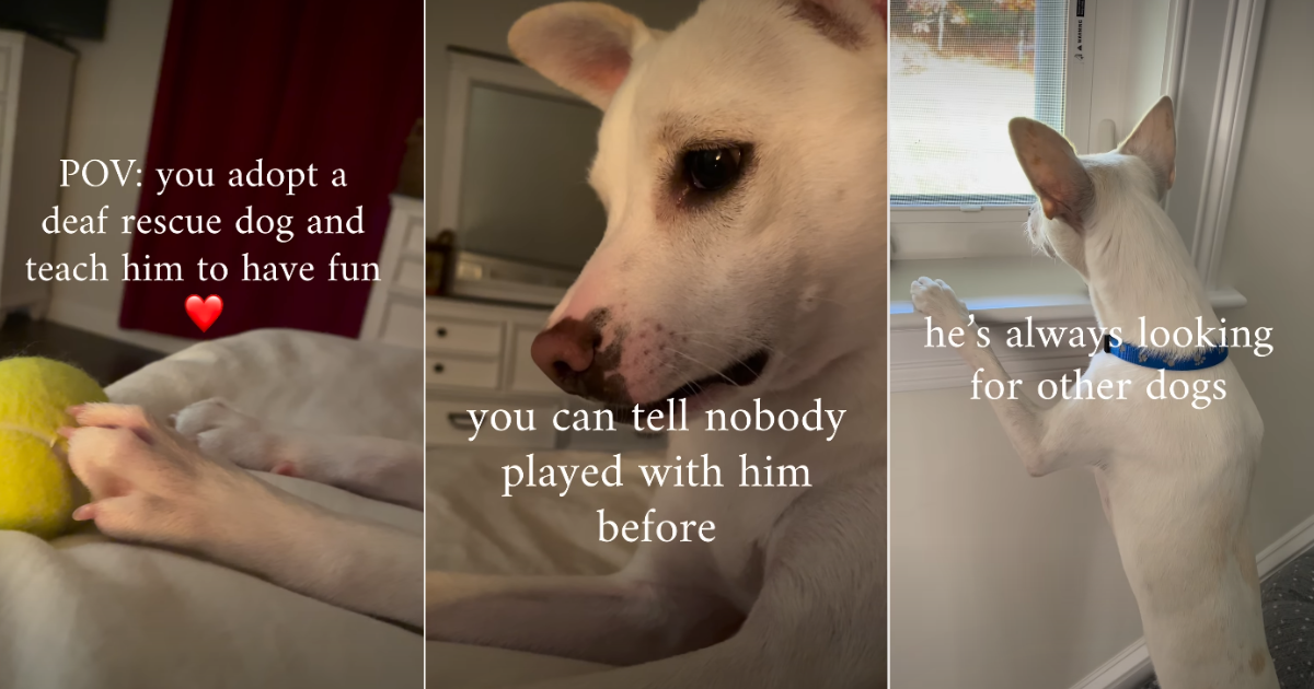 Deaf Rescue Dog Gets the Ultimate Surprise as He Learns To Live Life