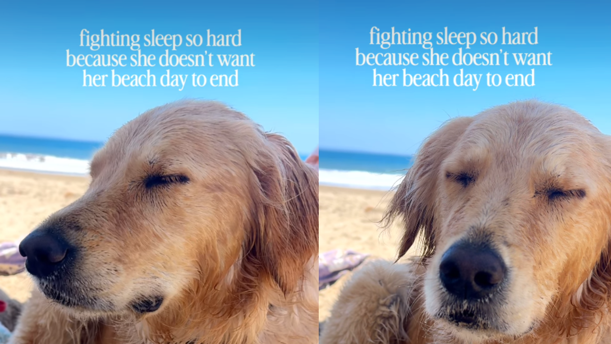 Golden Retriever Refuses To Let Sleep Ruin Her Beach Day - DogTime