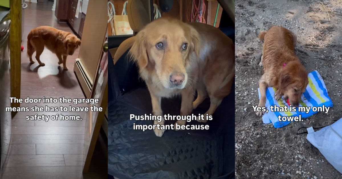 Golden Retriever Rescued From Cage Life Fears Car Rides Mean Losing Her ...