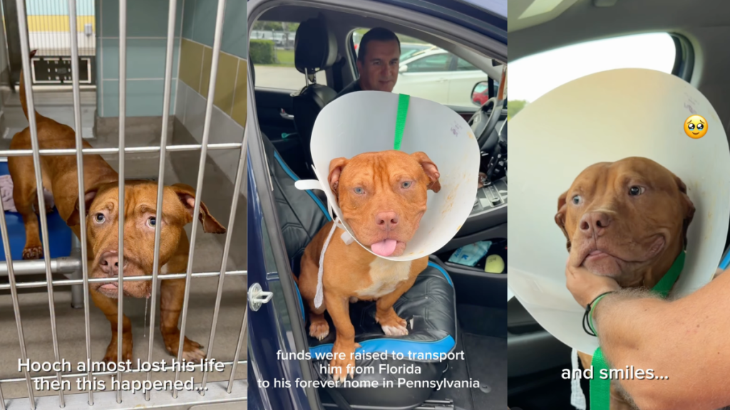 Community Helps Rescue Dog Facing Euthanasia Find Forever Home