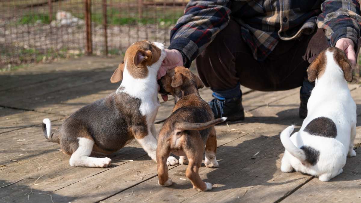 Abandoned Puppies & Neglected Senior Dogs Find Hope in Tennessee Rescue ...
