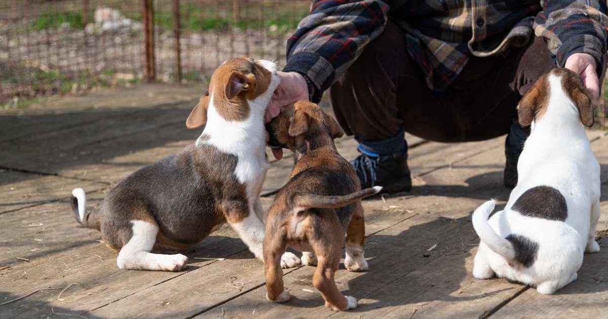 Abandoned Puppies & Neglected Senior Dogs Find Hope in Tennessee Rescue ...