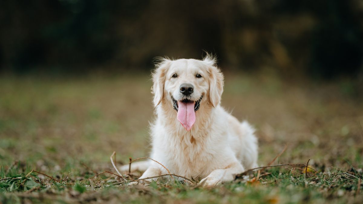 Golden Retriever's Scent Training Helps Rescue Injured Dog — Report ...