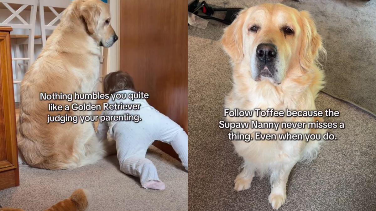 Mom Is Humbled After Golden Retriever Judges Her Parenting Skills - DogTime