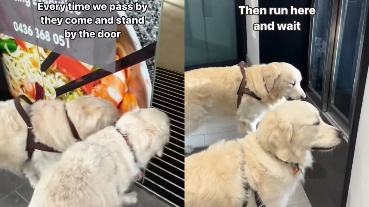 Golden Retriever Duo Is Obsessed With Secret Elevator for a Reason ...