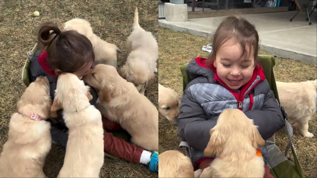 Golden Retriever Puppies Leave Little Girl Screaming With More Joy Than ...
