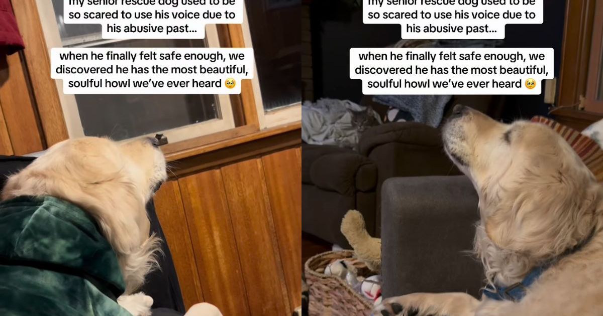 Senior Rescue Dog With Abusive Past Finally Feels Safe Enough To Howl ...