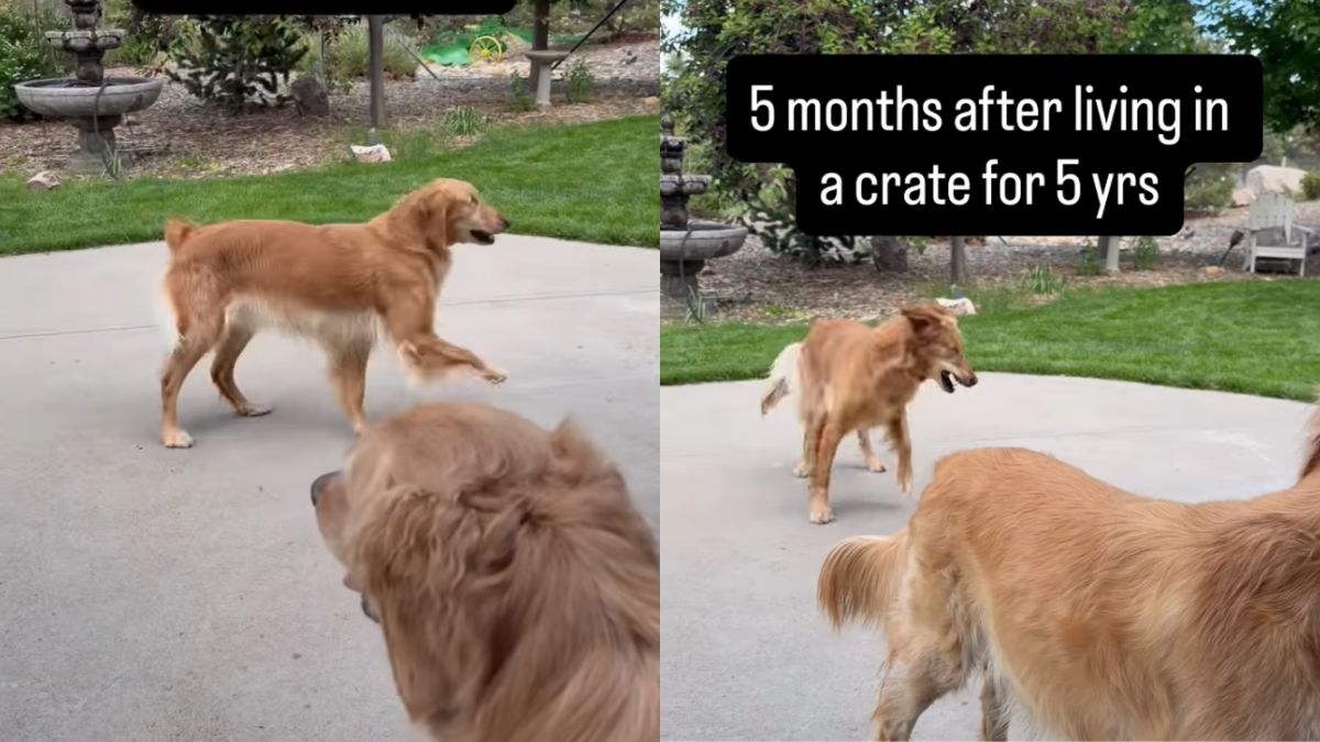 Rescue Golden Retrievers Spent Years in a Crate, but They Finally Know ...