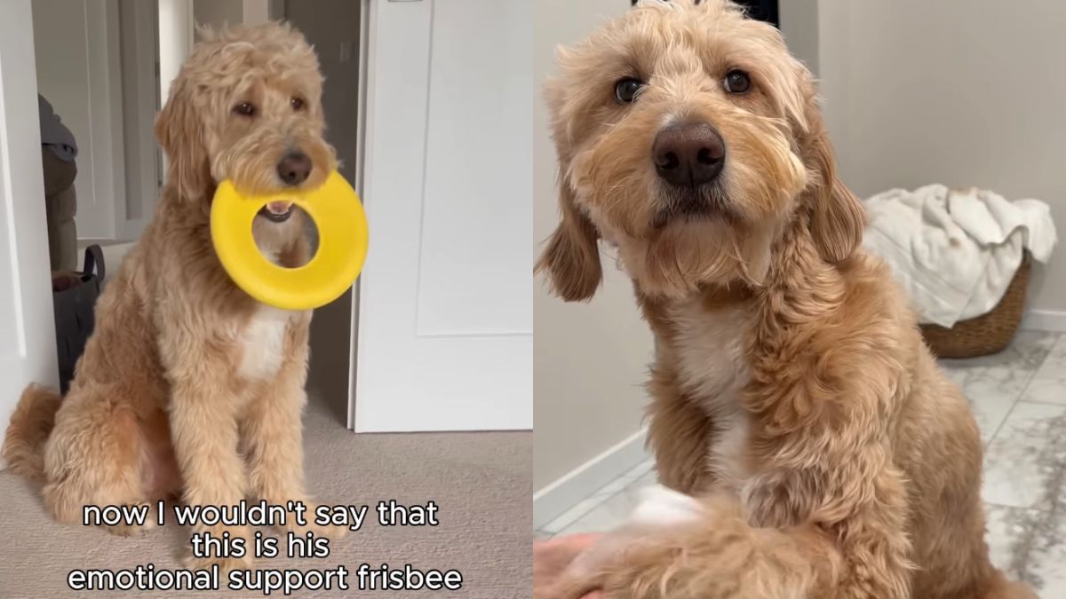 Internet Comforts Dog Who Loses His Favorite Frisbee Toy - DogTime