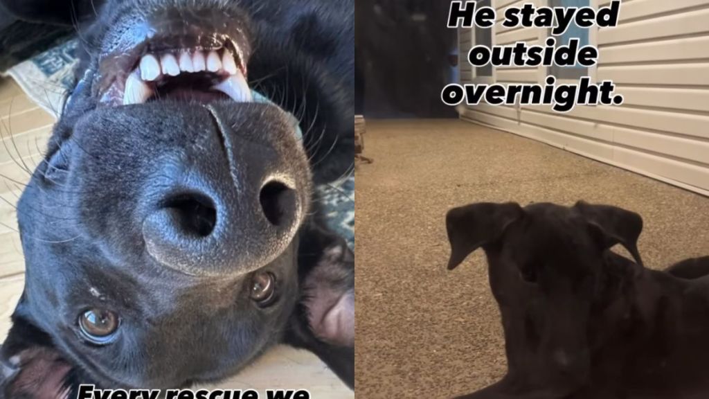 Stray Dog Once Showed up at a House All Alone, Unaware He’d One Day ...
