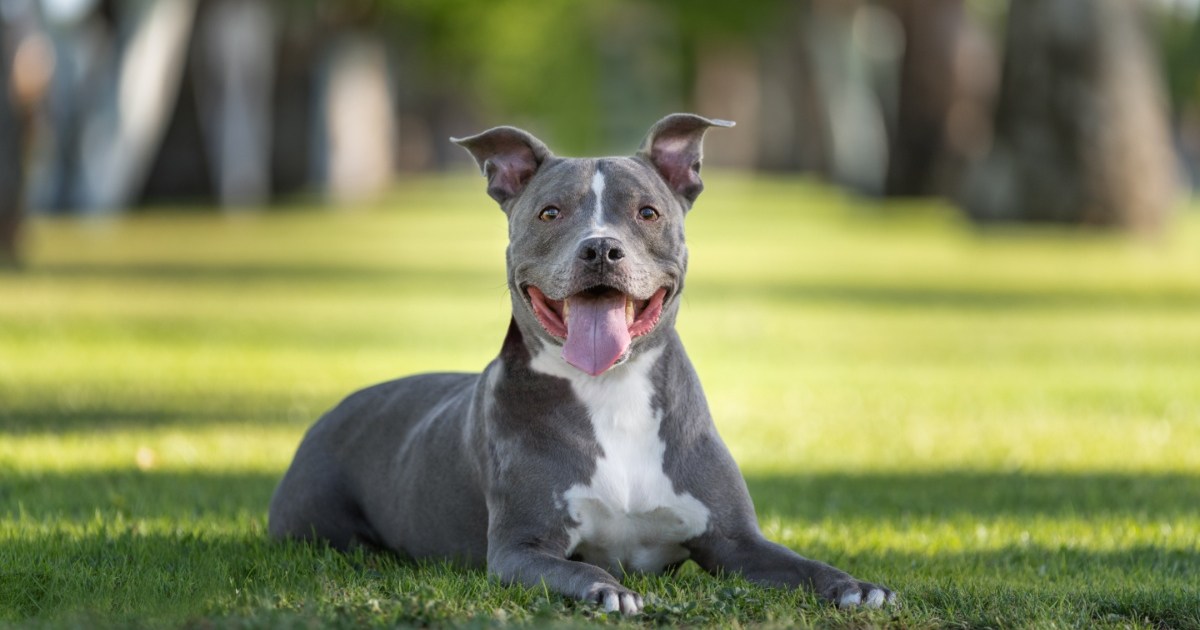 Dog Rescued From Parked Car by Officer as Temperatures Reach ‘Deadly ...