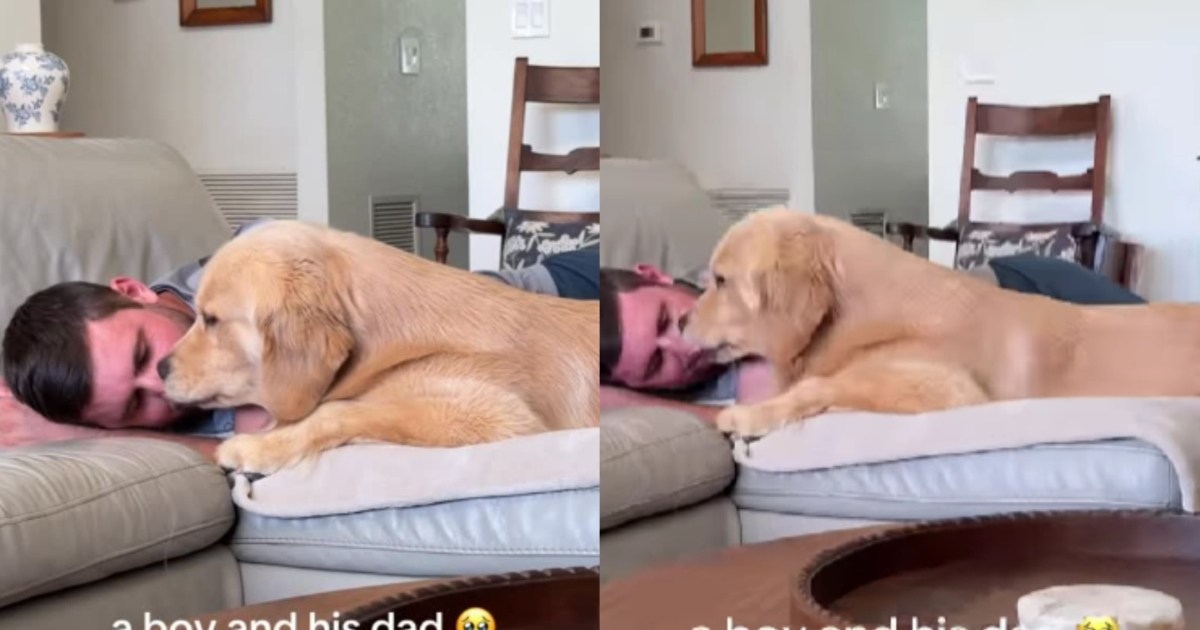Golden Retriever Turns Into a Total Baby in Dad’s Embrace, Sharing ...