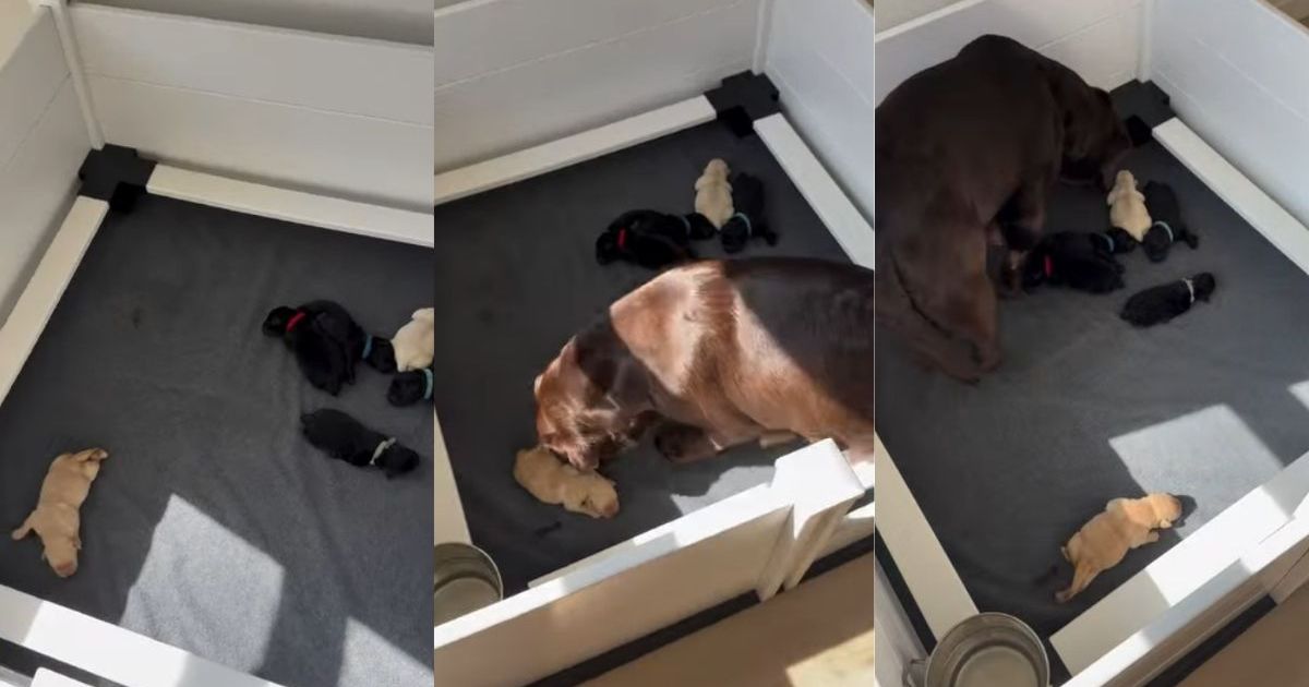 Mama Dog Hears Her Little Baby Crying, Then Immediately Comes Running ...