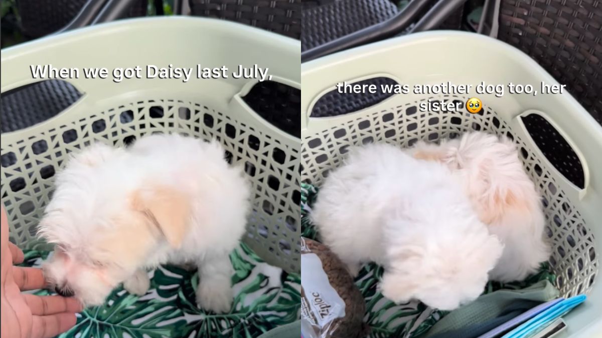 Poodle Is Obsessed With Random Dog at the Park, Unaware They’re Related ...