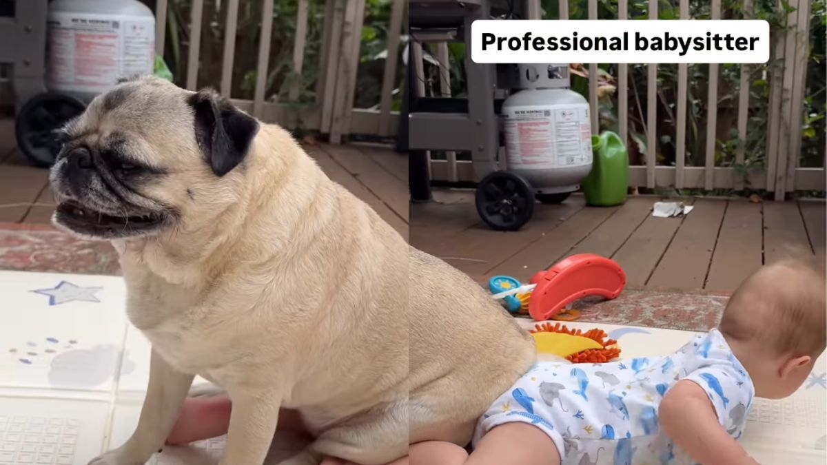 Pug Takes Babysitting Duties Far Too Literally - DogTime
