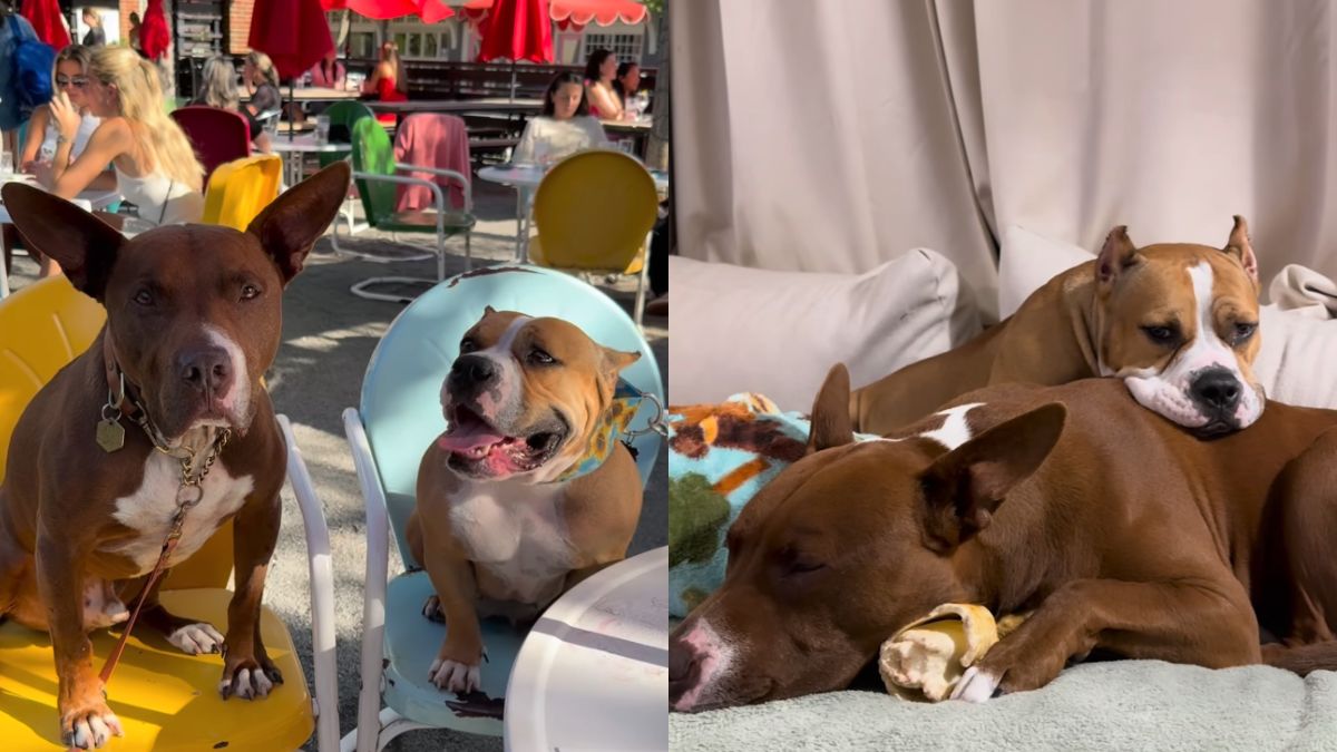 Rescue Dog & Foster Friend's Love Story Culminates in a Wedding - DogTime