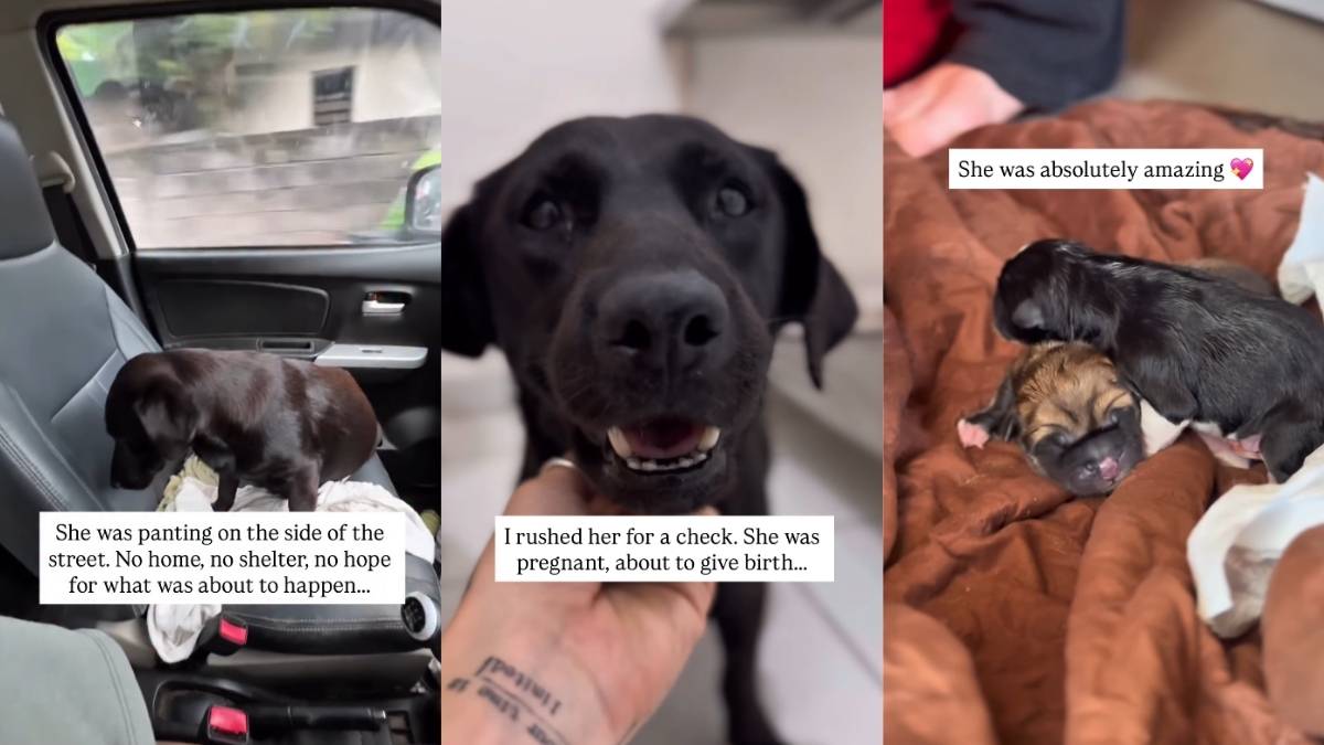 Human Rescues Dog Thinking They Saved One Life, Unaware of What's Next ...