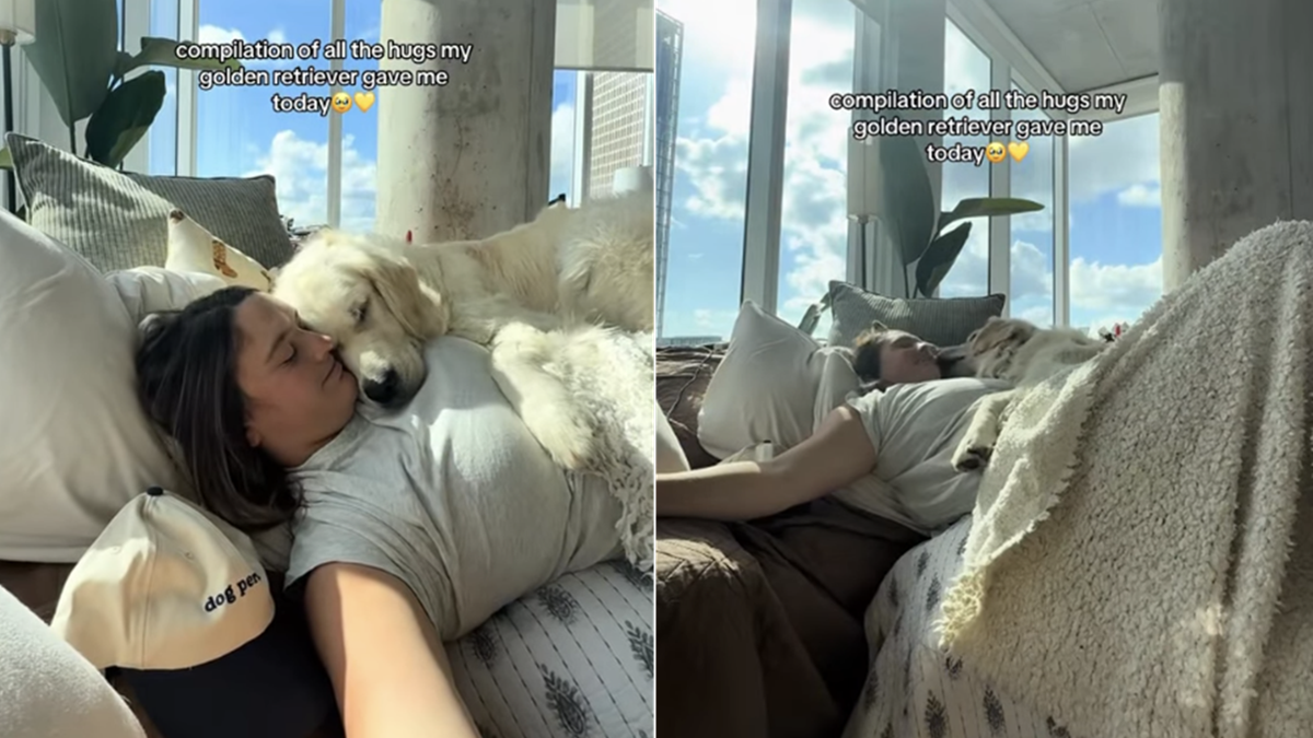 Golden Retriever Cuddles With Mom Like She’s the Only Safe Place He ...
