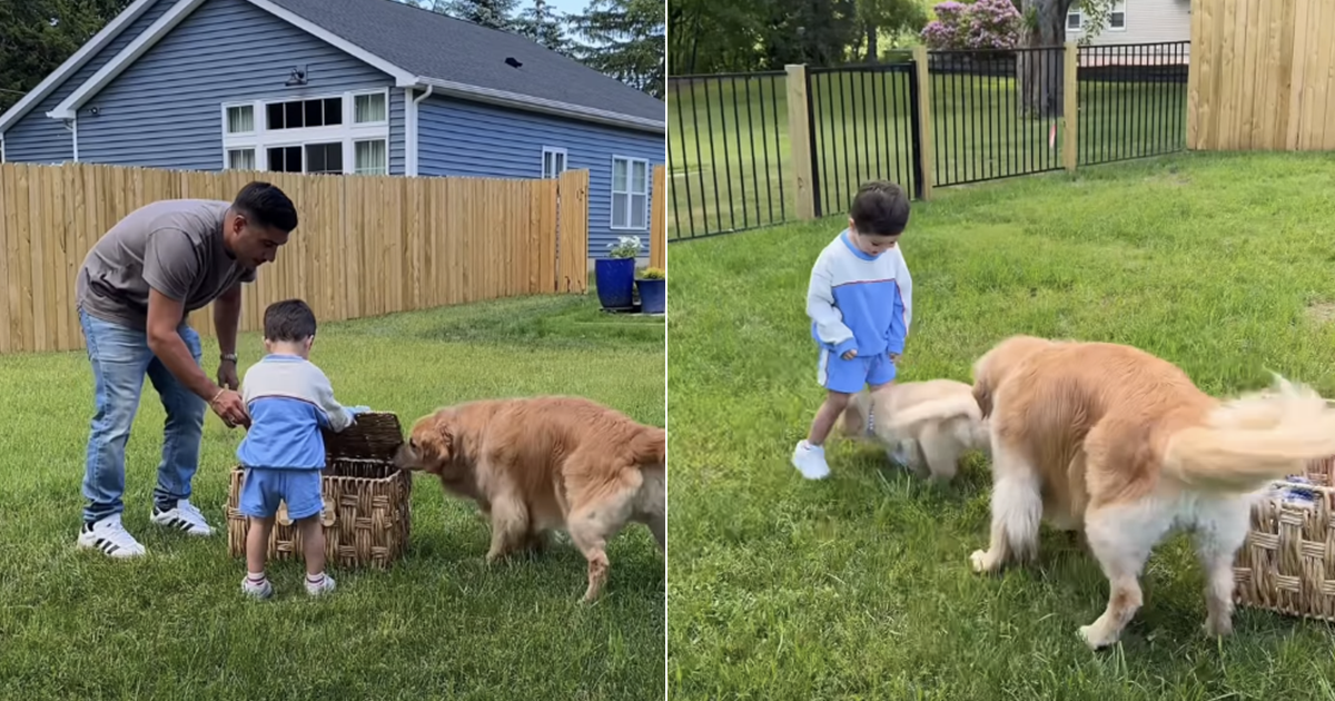 Adopted Golden Retriever Puppy Forges Instant Bond With Dog & Toddler ...