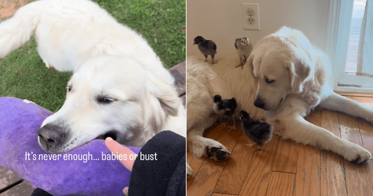 Golden Retriever Doesn’t Calm Down Until He Meets His ‘Babies,’ Then ...