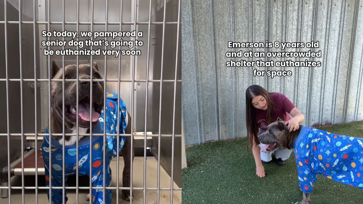 Senior Shelter Dog With Scars All Over His Body Waits To Be Chosen ...