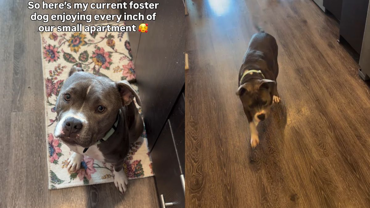 Shelter Dog Realizes Even a ‘Small’ Foster Home Can Be Big Enough ...