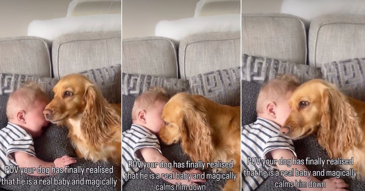 Dog Magically Calms a Crying Baby With His Soothing Voice - DogTime