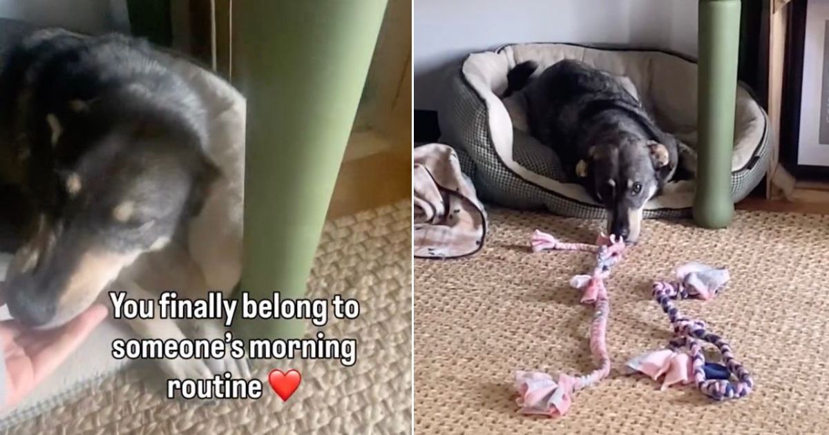 Shelter Dog Spent Years Alone in a Kennel, Now Knows Peace as Part of a ...