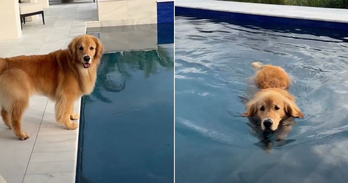 Golden Retriever's Morning Pool Time Ritual Comes With a Rule - DogTime