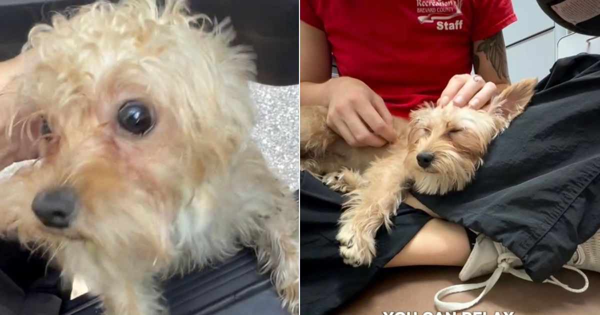Human Who Finds a Lost Dog Has the Whole Internet Waiting for an Update ...