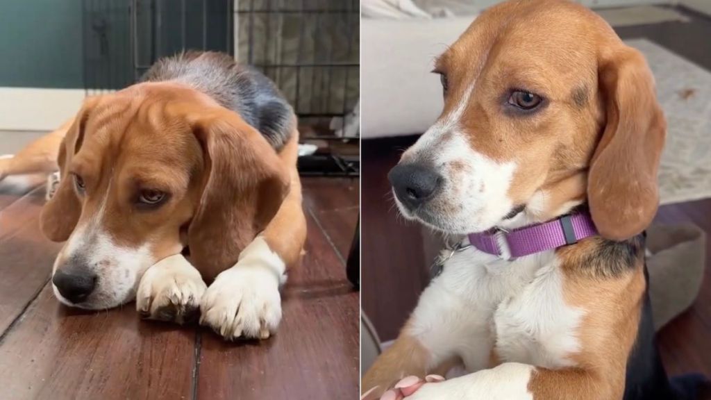 Rescue Dog’s Life Completely Changes 7 Days Into Foster Care - DogTime