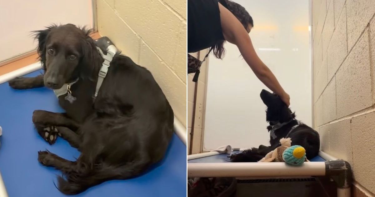 Shelter Dog in Need of Extra Love Looks Back Longingly When the Kennel ...