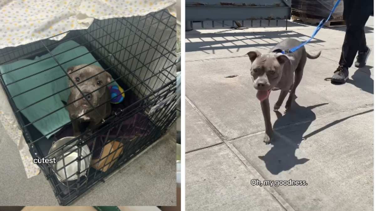 Anxious Rescue Mama Dog Finds Comfort After Moving Into New Home - DogTime