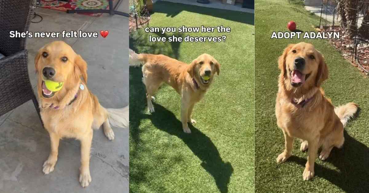 Rescue Golden Retriever Deprived of Love & a Home Just Wants a Family ...