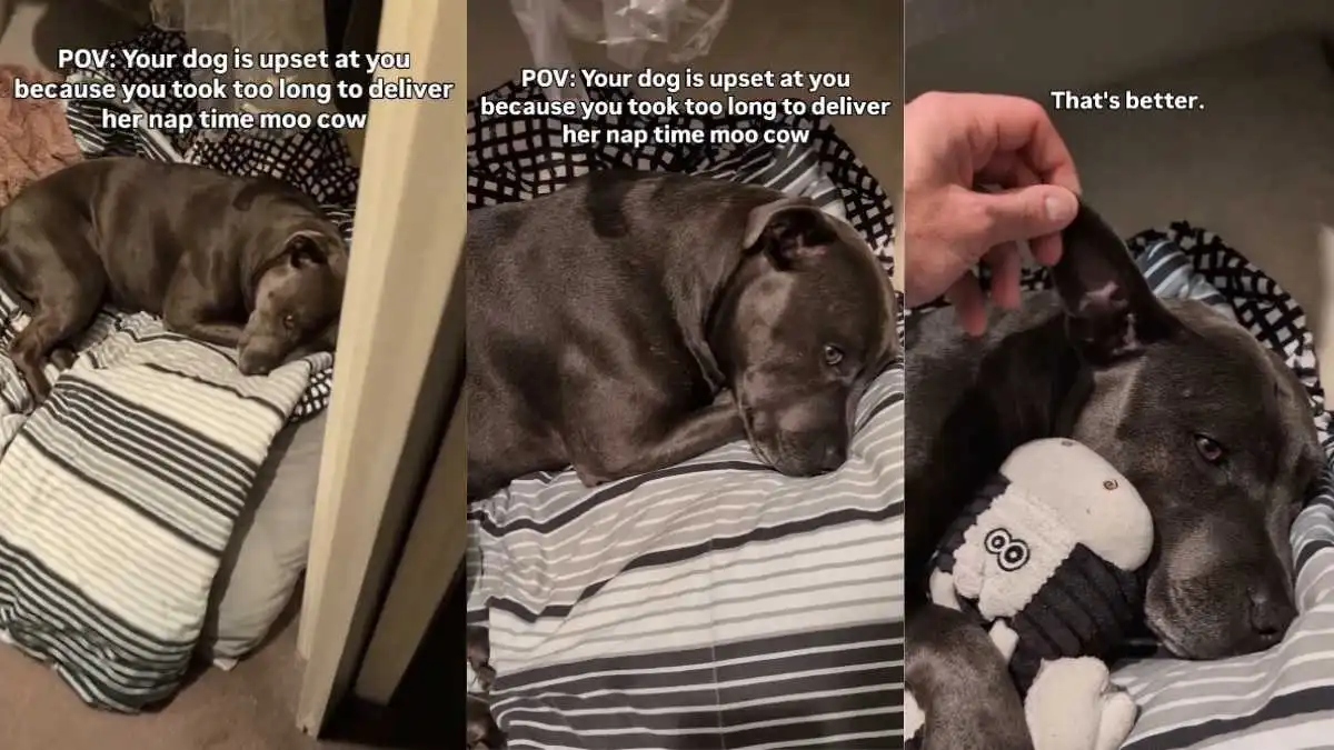 Staffy Is Upset at Owner Over Delay in Nap Time Ritual - DogTime
