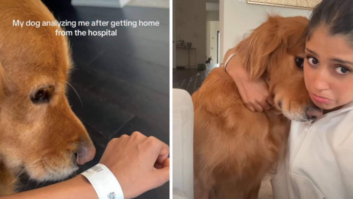 Non-Affectionate Dog Fails To Abide by Rules When This Happens - DogTime