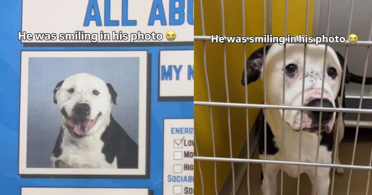 Shelter Dog Smiles for His Photo, Unaware of the Life Waiting Behind ...