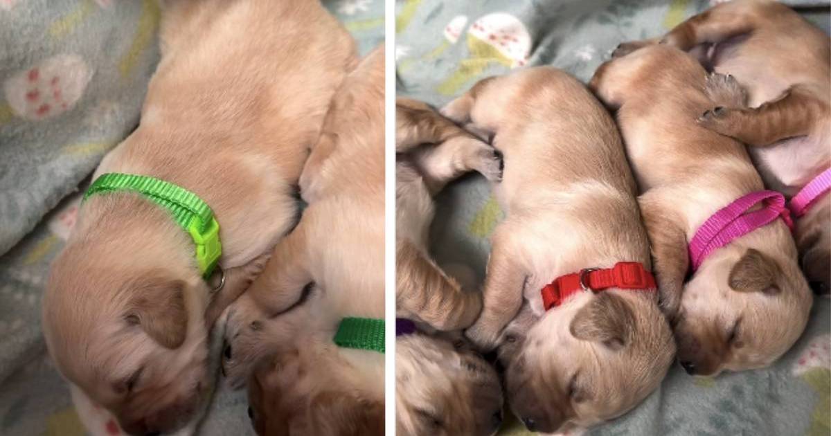 Mama Golden Retriever Snuggles Close to Her Babies as if She’s Afraid ...