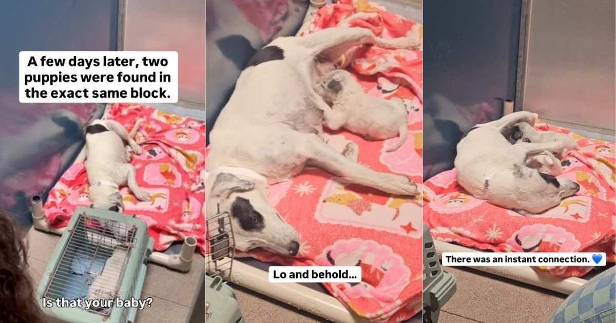 Mama Rescue Dog Thought She’d Lost Her Little Babies Forever, Until the ...