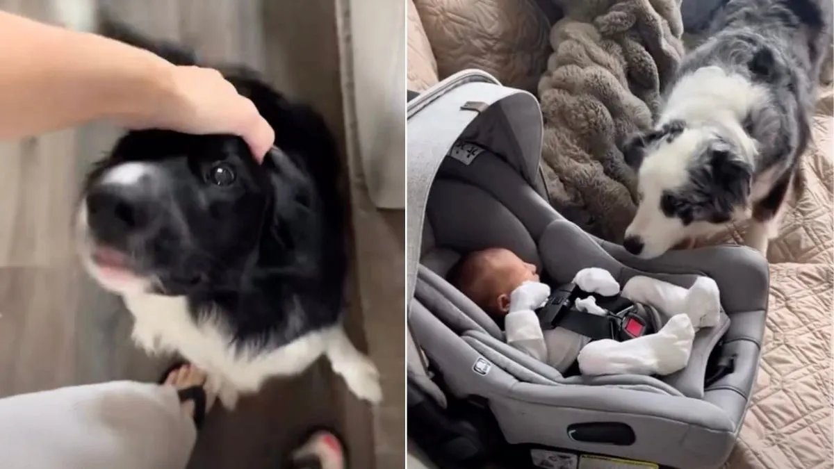Dogs Have Their Priorities Set When Mom Returns With Newborn Baby - DogTime