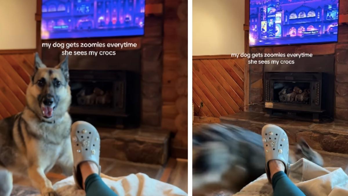 German Shepherd Can’t Keep Calm When Exposed to Owner’s Crocs - DogTime
