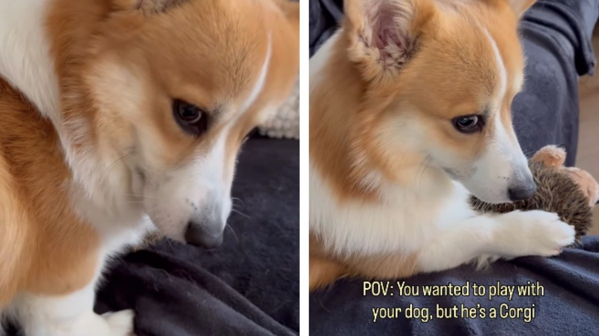 Corgi Said ‘No’ the Moment Owner Wanted To Take His Toy To Play With ...