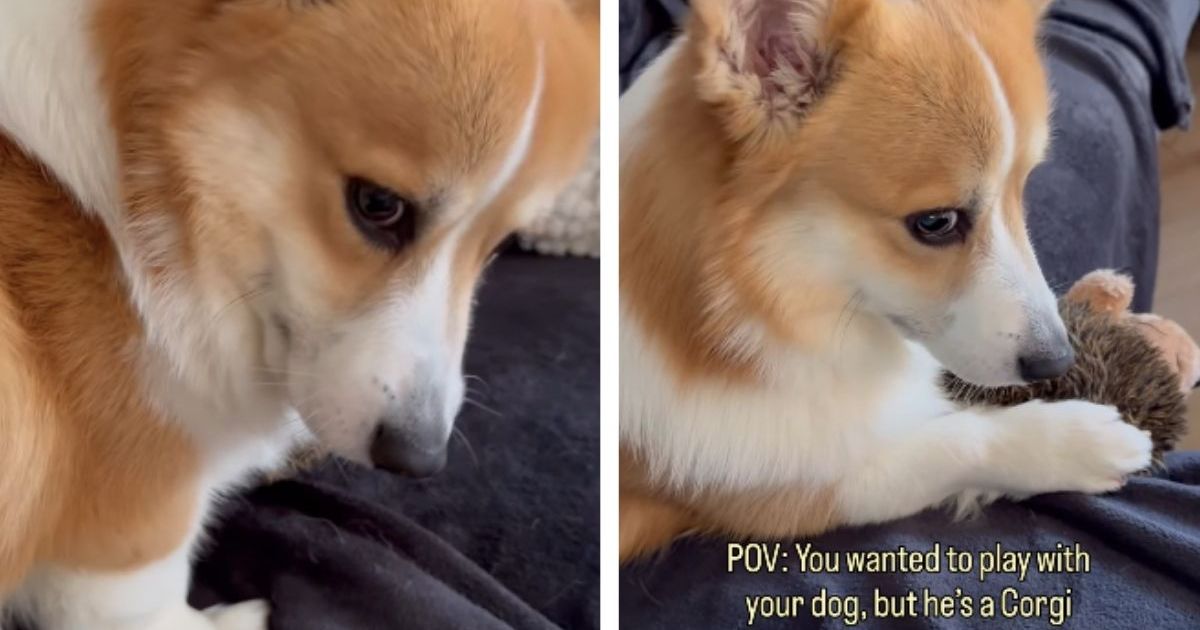 Corgi Said ‘No’ the Moment Owner Wanted To Take His Toy To Play With ...