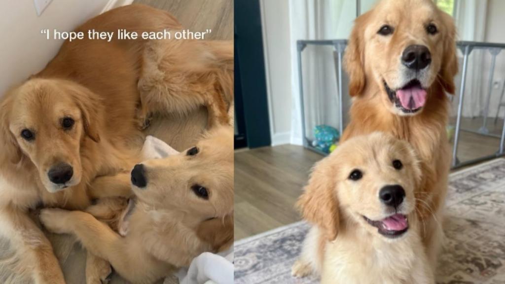 Mom Hoped Golden Retrievers Would Like Each Other, What Happened Was ...