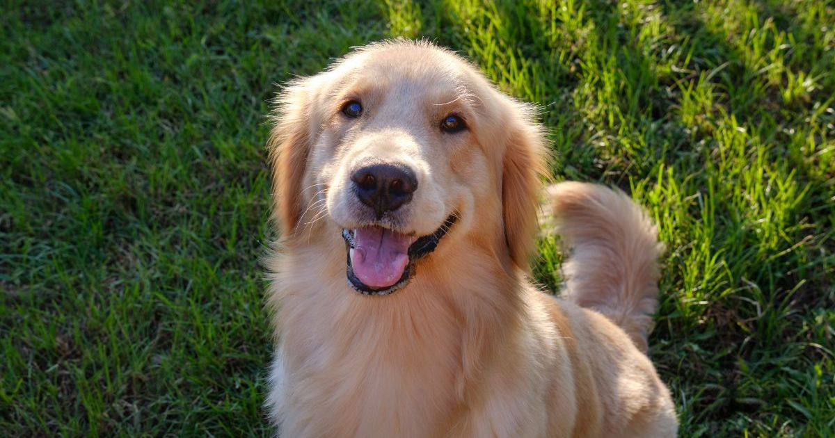 Golden Retriever Survives 80-Foot Fall & Reunites With Family After ...