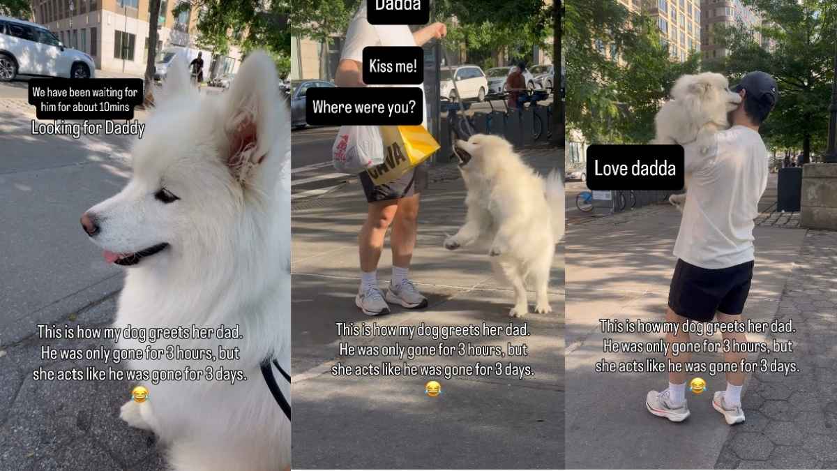 Dog Acts Like Dad Was Gone for 3 Days When It Was Only 3 Hours - DogTime